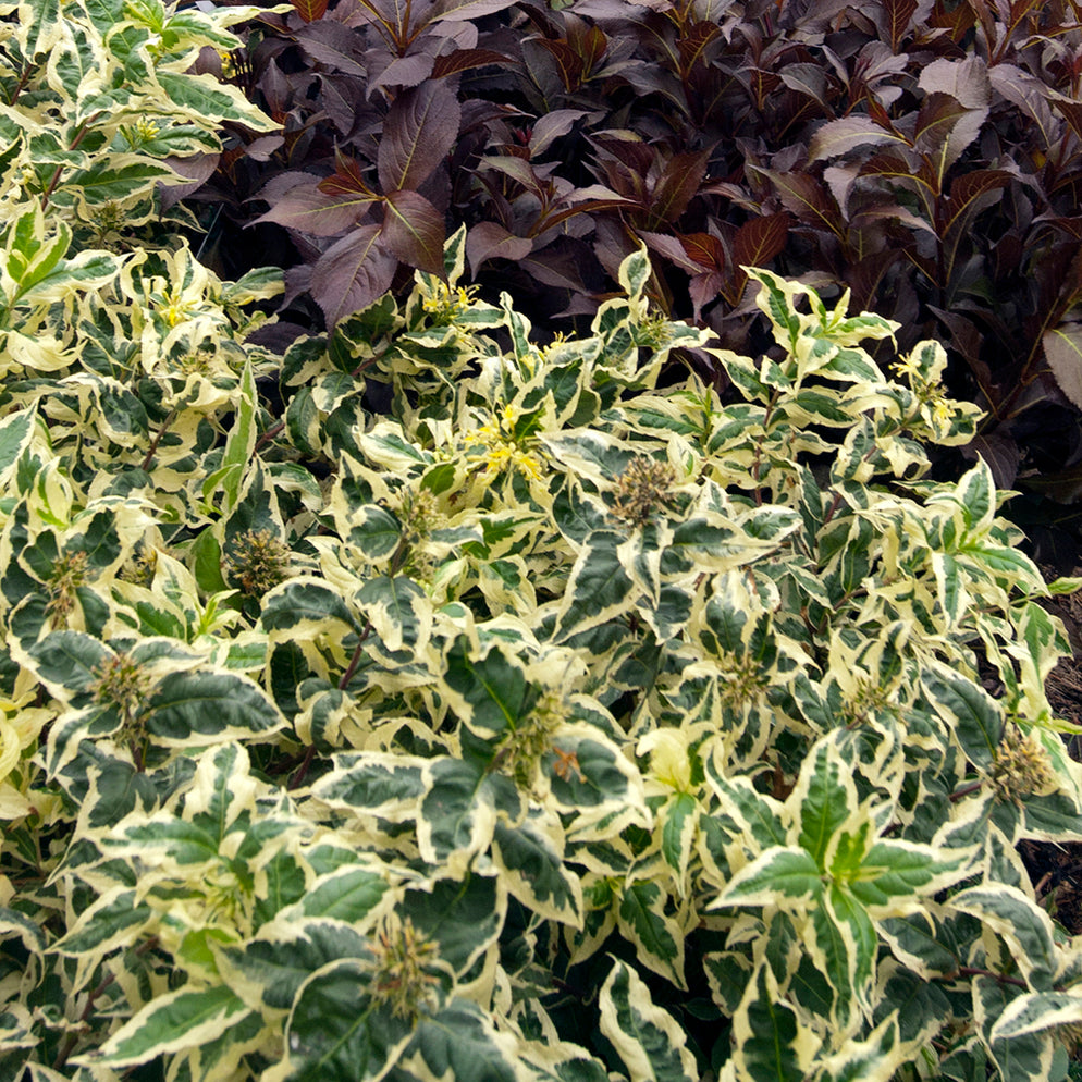 Buy Diervilla Cool Splash Online For Only £25 — Plants2Gardens