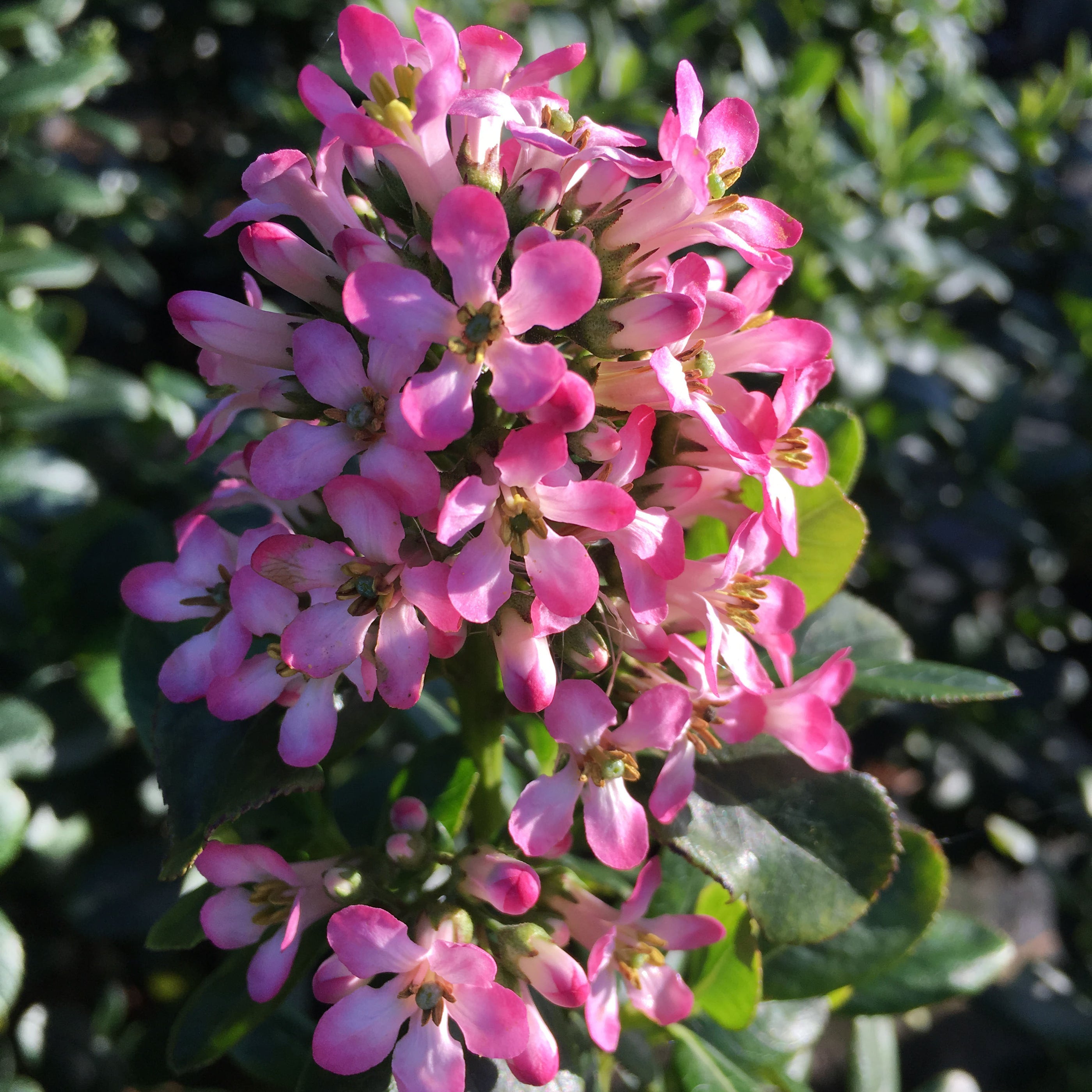 Buy established Escallonia Pink Elle Plant Online For Only £50 ...