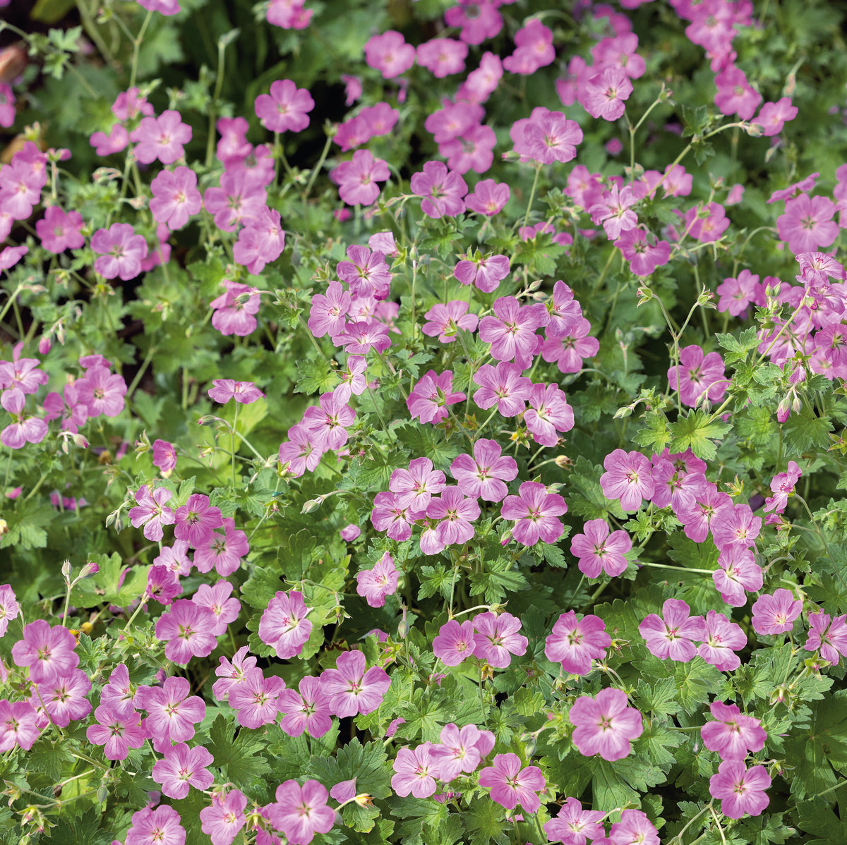 Buy Geranium Mavis Simpson Online For Only £15 — Plants2Gardens