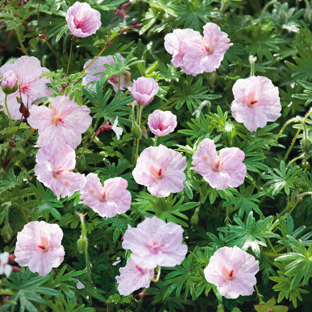 Buy Geranium Vision Pink Online For Only £14 — Plants2Gardens