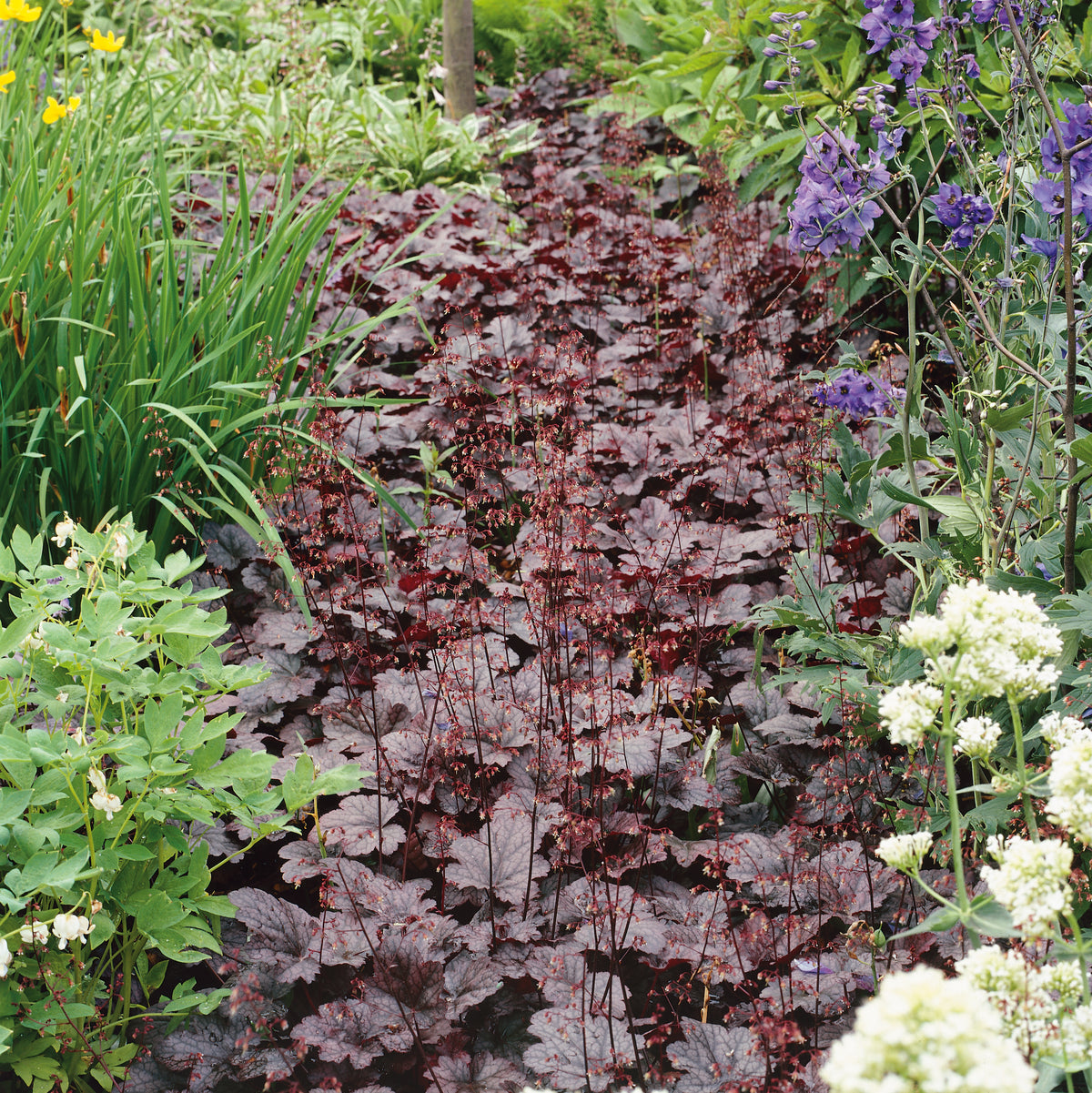 Buy Heuchera Plum Pudding Online For Only £15 — Plants2Gardens