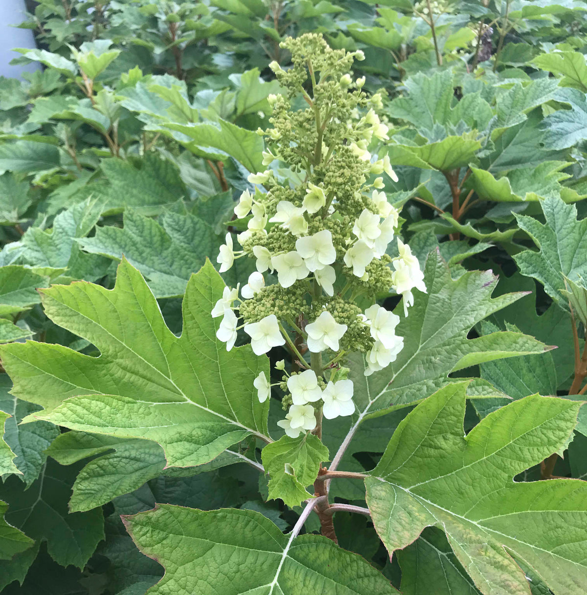 Buy Hydrangea Quercifolia Hovaria Online For Only £30 — Plants2Gardens