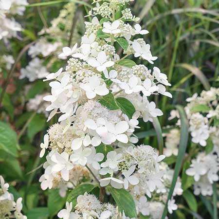 Buy an Established Hydrangea Confetti Online For Only £28 — Plants2Gardens