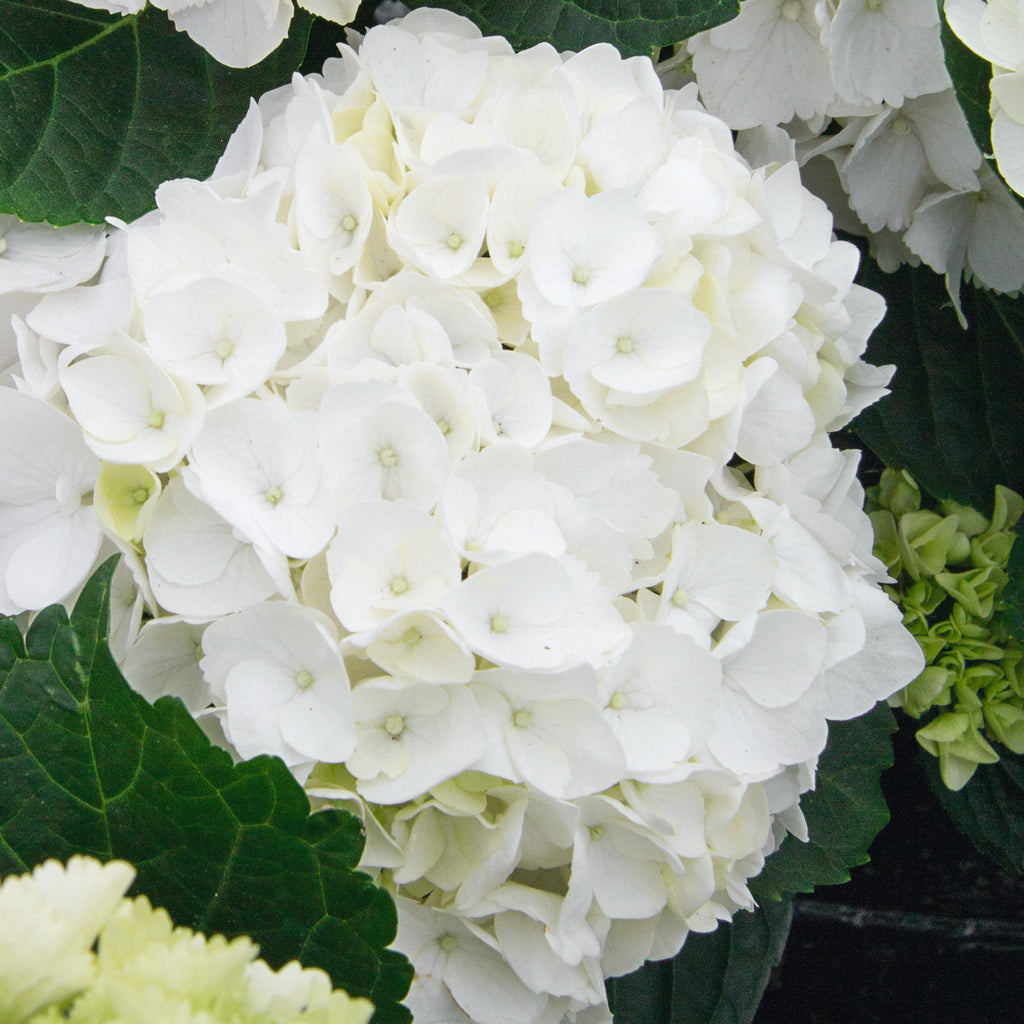 Buy Hydrangeas Online from Plants2Gardens