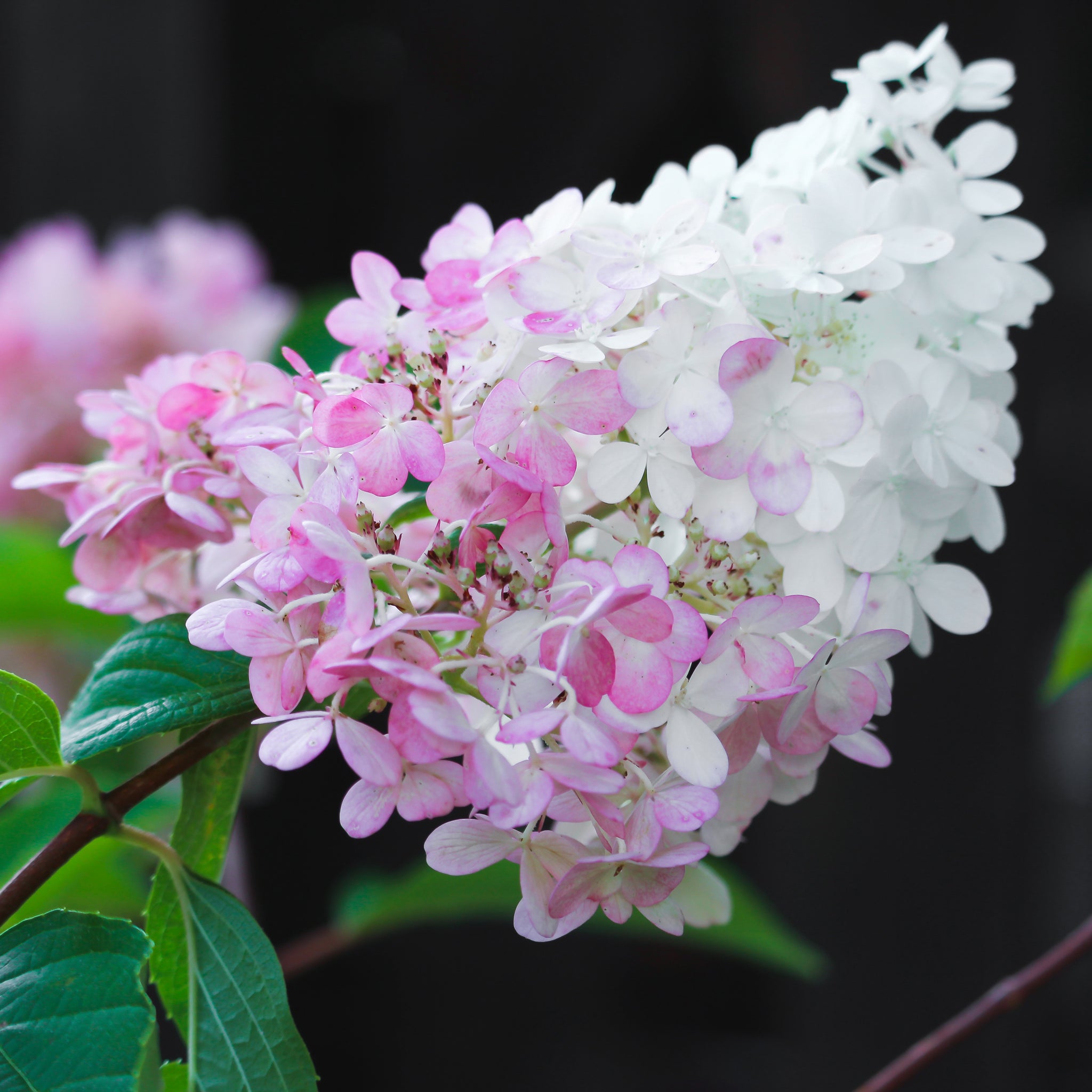 Buy Hydrangeas Online from Plants2Gardens
