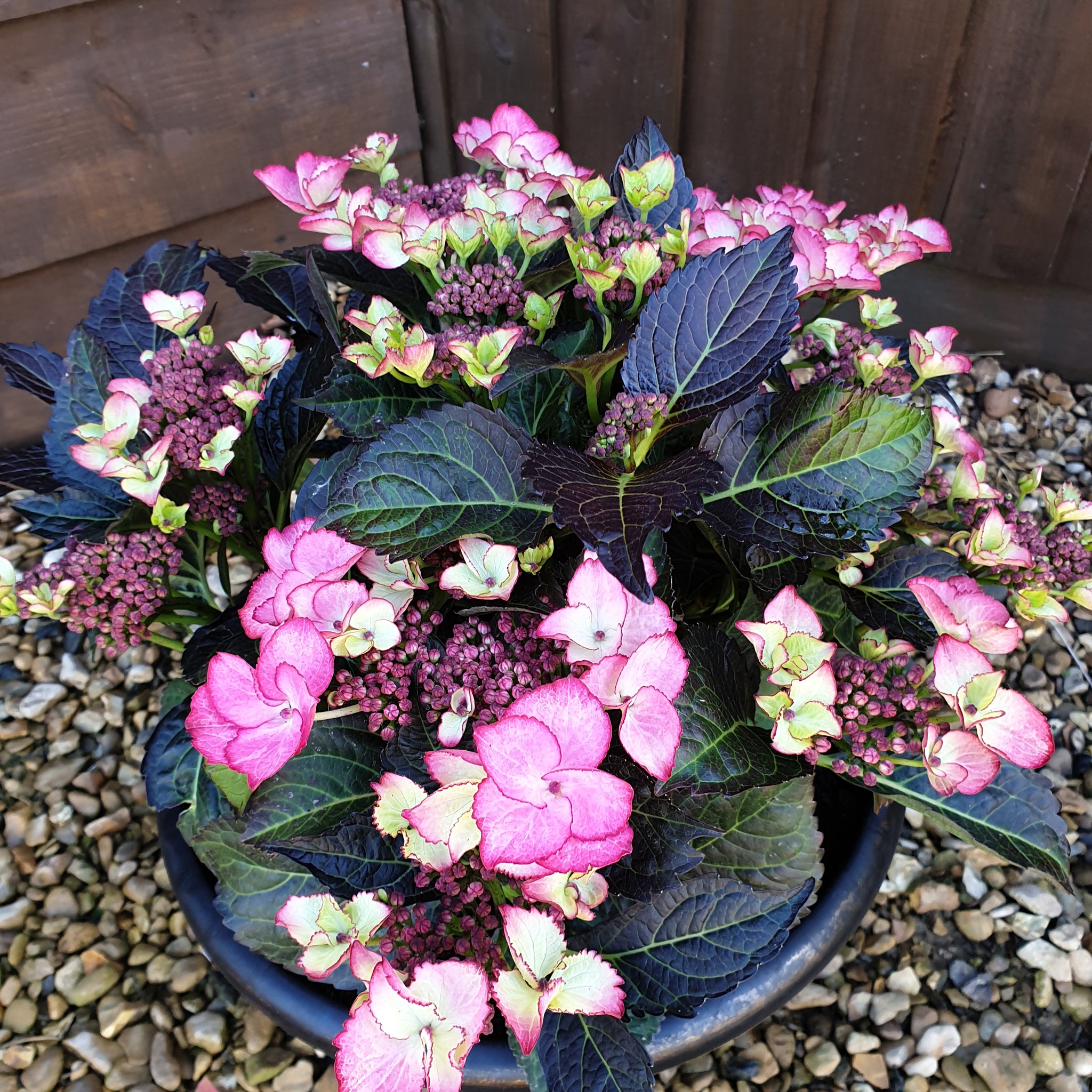 Hydrangeas | Plants2Gardens