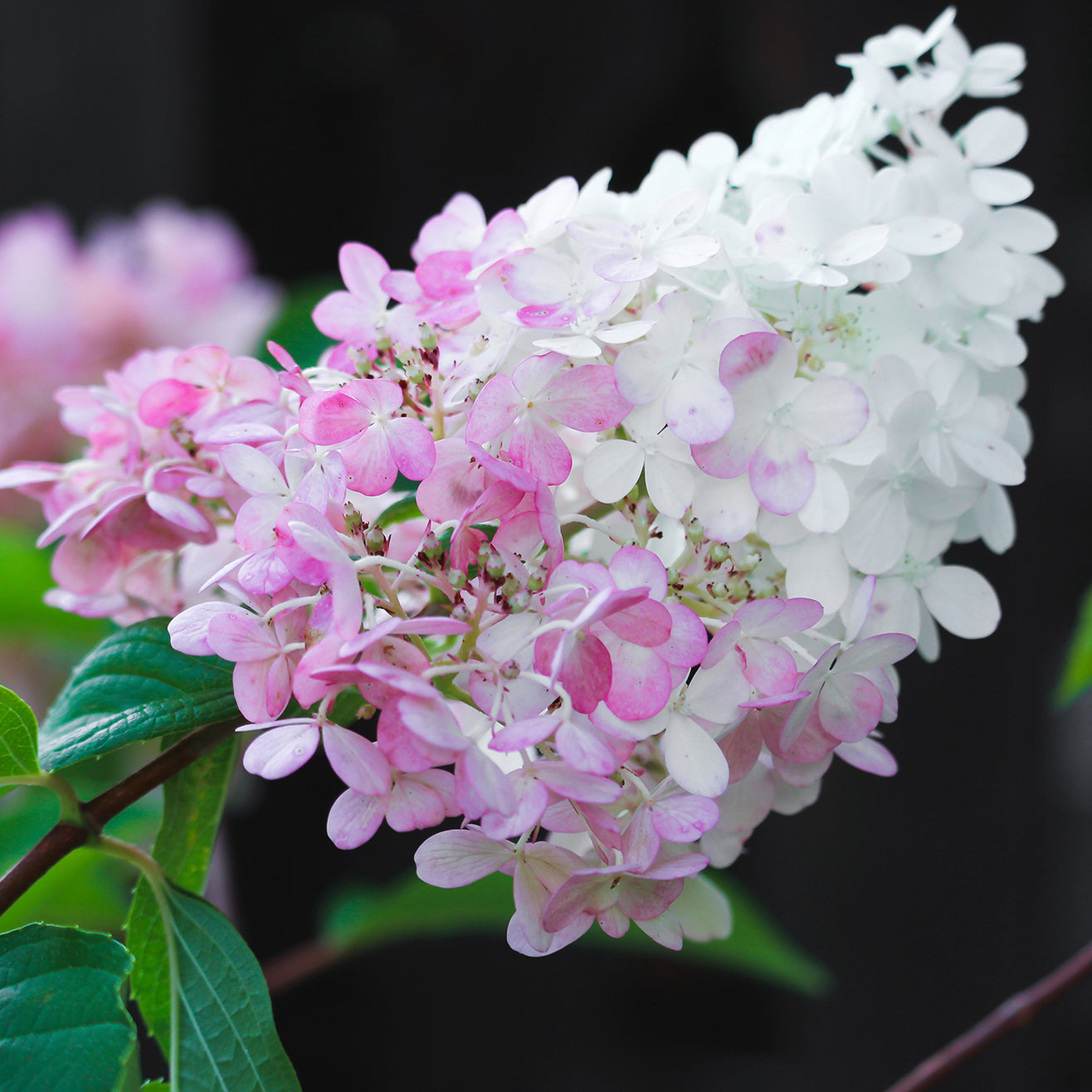 Buy Hydrangea paniculata Magical Candle Online For Only £24 ...