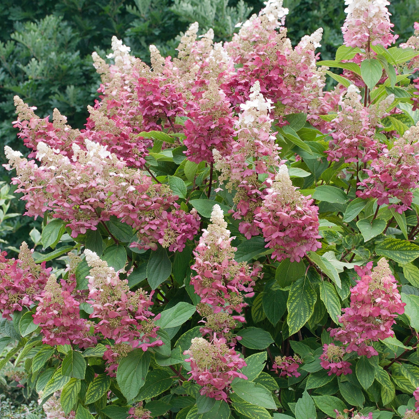 Buy Offers & Discounts Online from Plants2Gardens