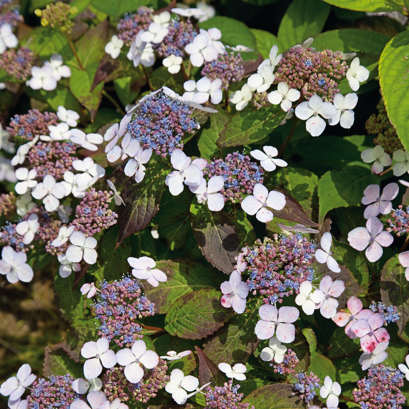 Buy Hydrangea Bluebird Online For Only £26 — Plants2Gardens