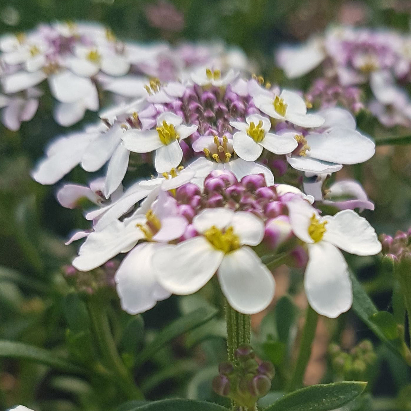 Buy Iberis Candytuft Pink Ice Online For Only £20 — Plants2Gardens