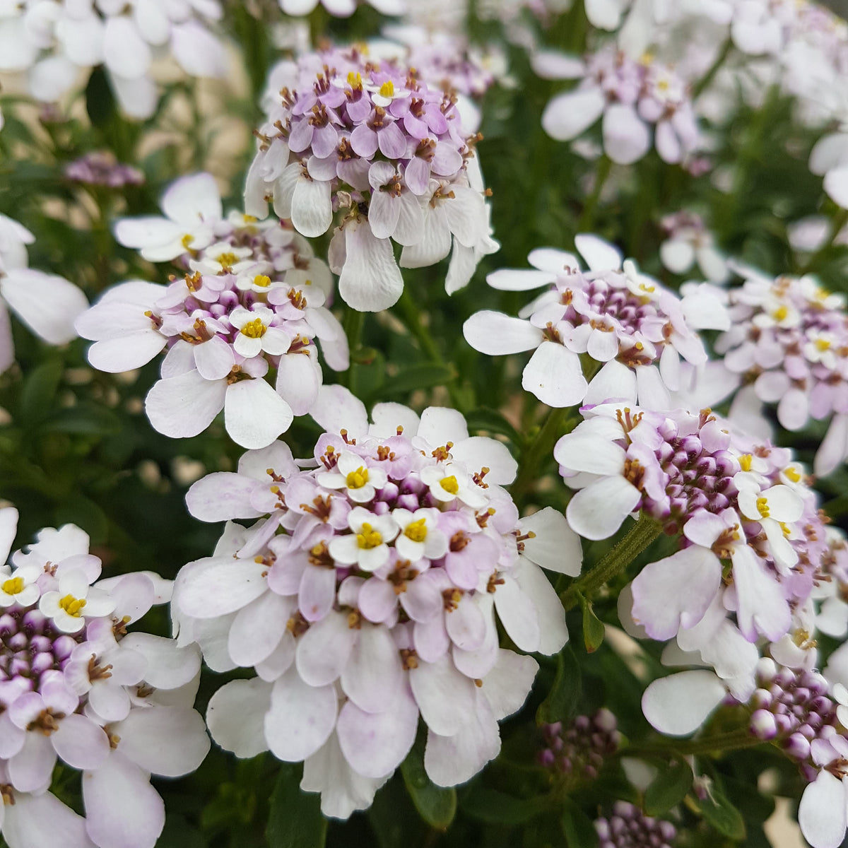 Buy Iberis Candytuft Pink Ice Online For Only £20 — Plants2Gardens