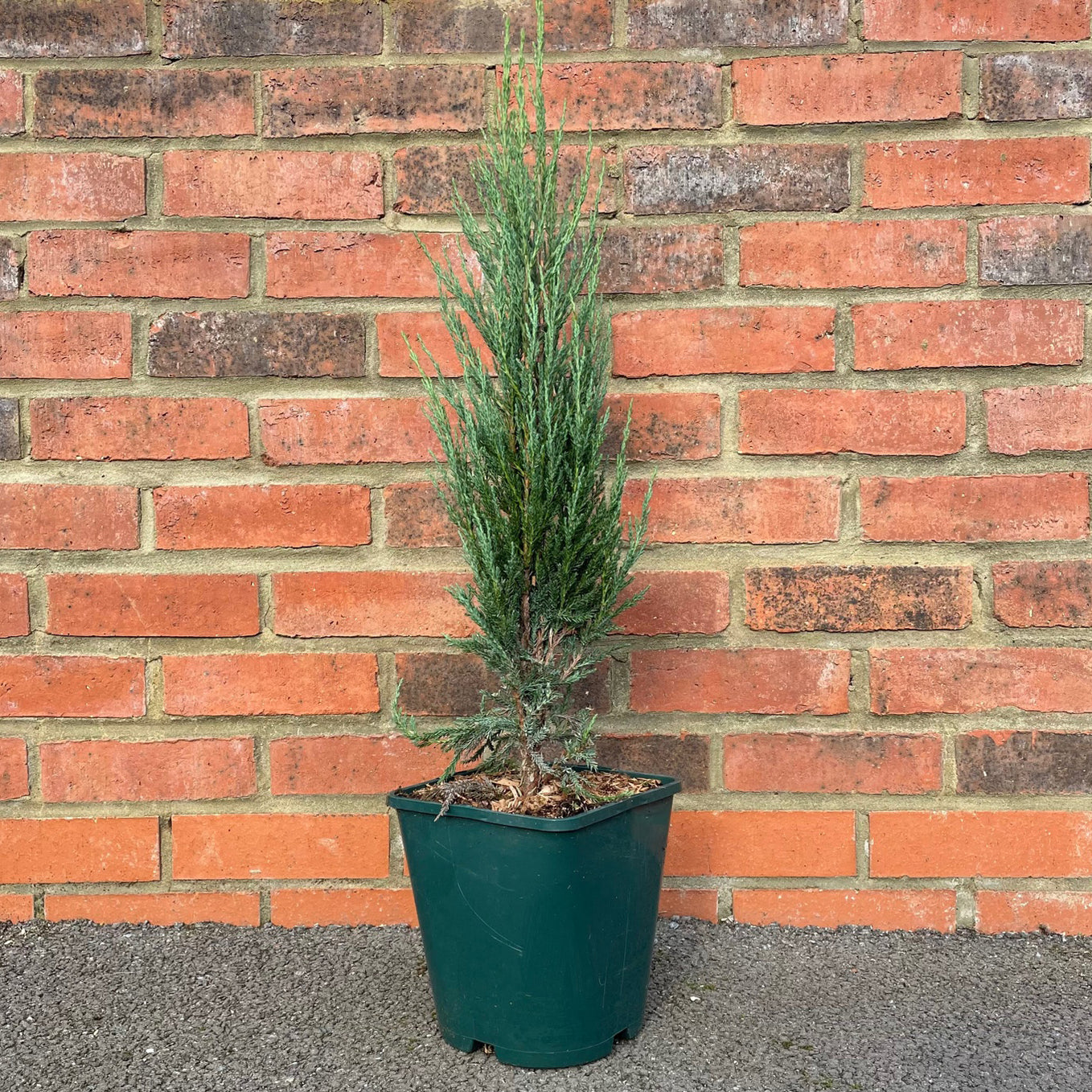 Buy Established Rocky Mountain Blue Juniper Blue Arrow Online For Only ...