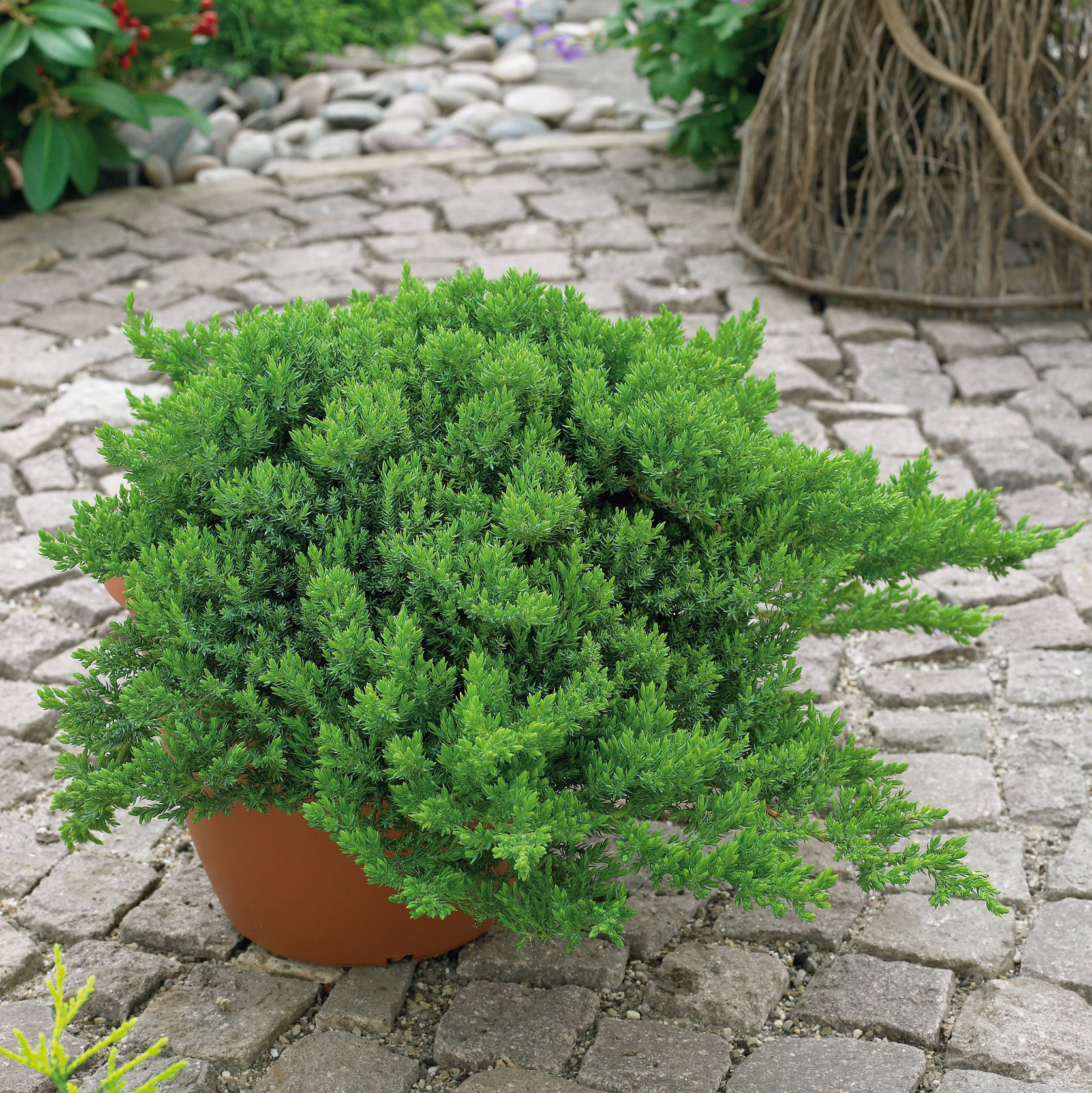 Buy Conifers Online from Plants2Gardens