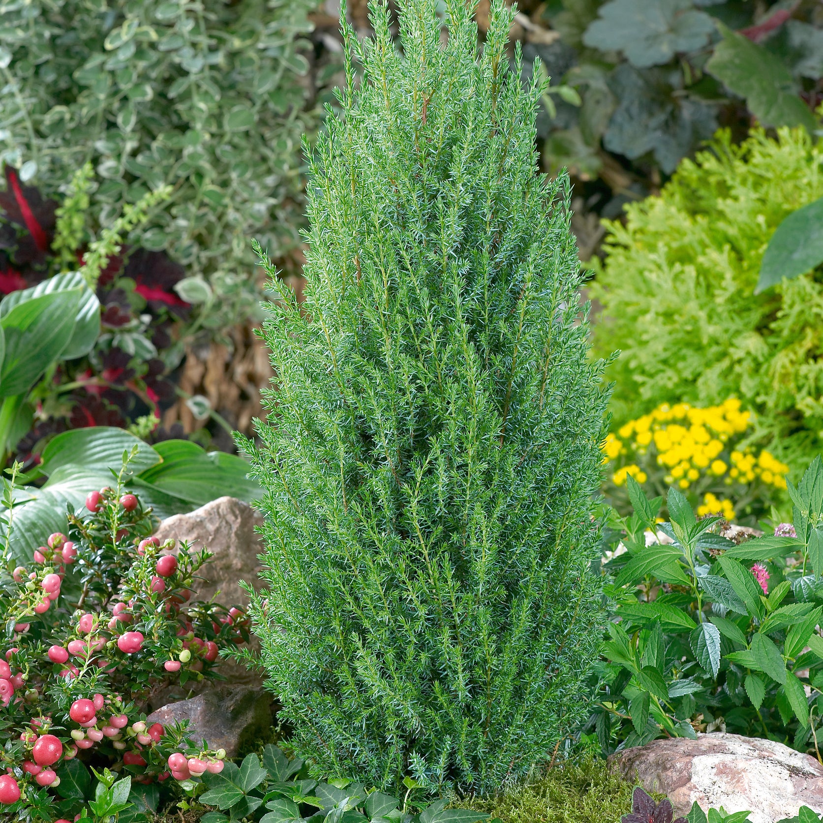 Buy Established Dwarf Juniper Compressa Online For Only £22 ...