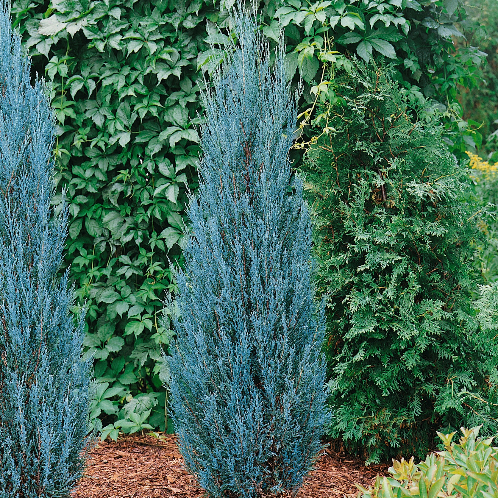 Buy Established Rocky Mountain Blue Juniper Blue Arrow Online For Only ...