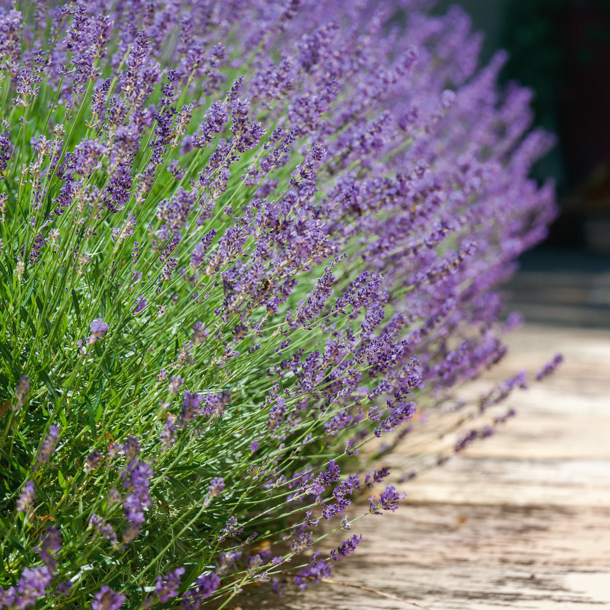 Buy Three Established English Lavender Plants Online For Only £23 ...