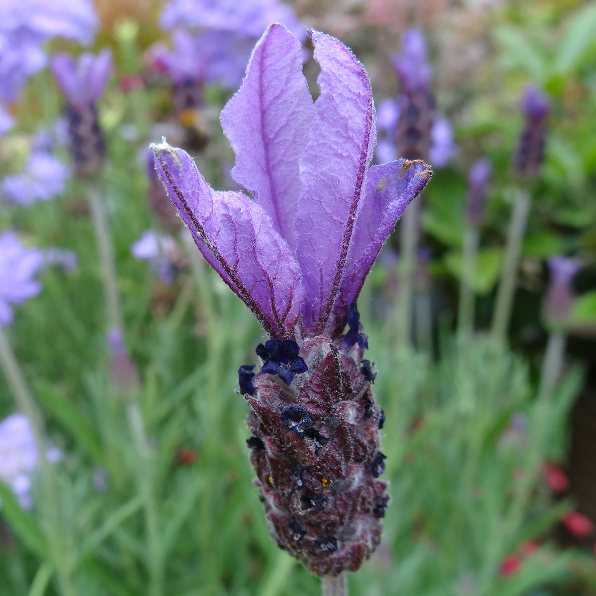 Buy Repeat Flowering French Lavender Fathead Online For Only £11.50 ...