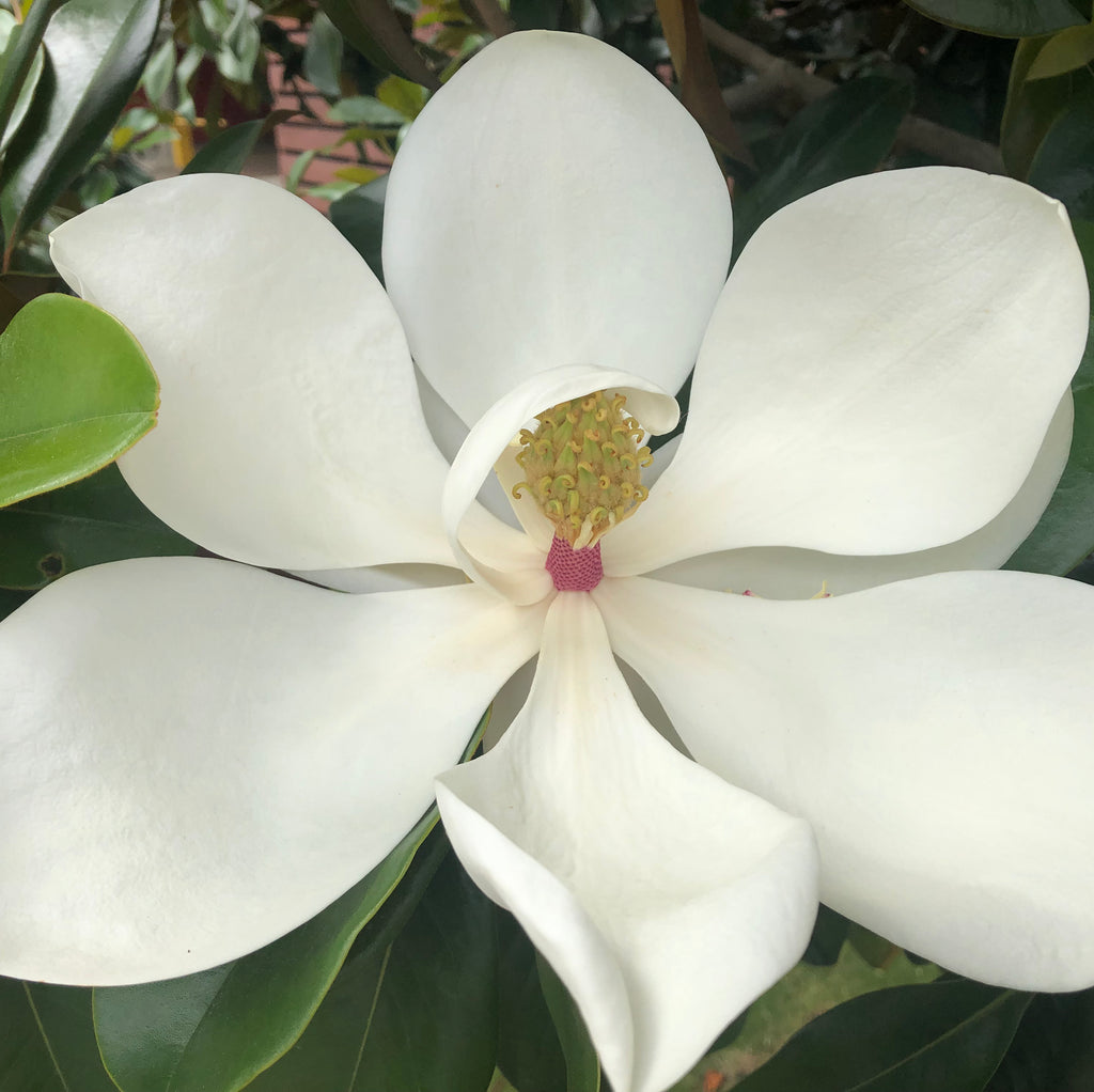 Buy Ornamental Trees Online from Plants2Gardens