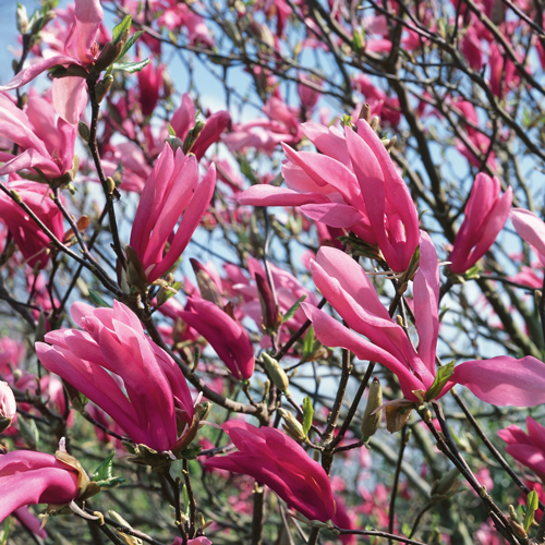 Buy Magnolia Soulangeana Susan Tree Online For Only £15 — Plants2Gardens