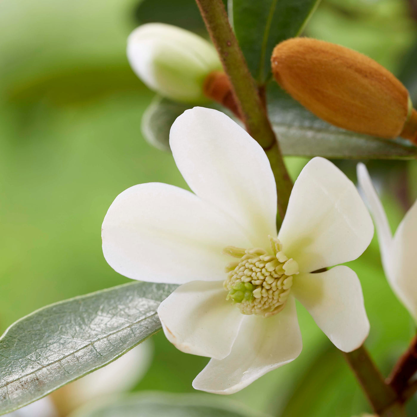 Buy NEW Magnolia Vanilla Pearls Online For Only £45 — Plants2Gardens