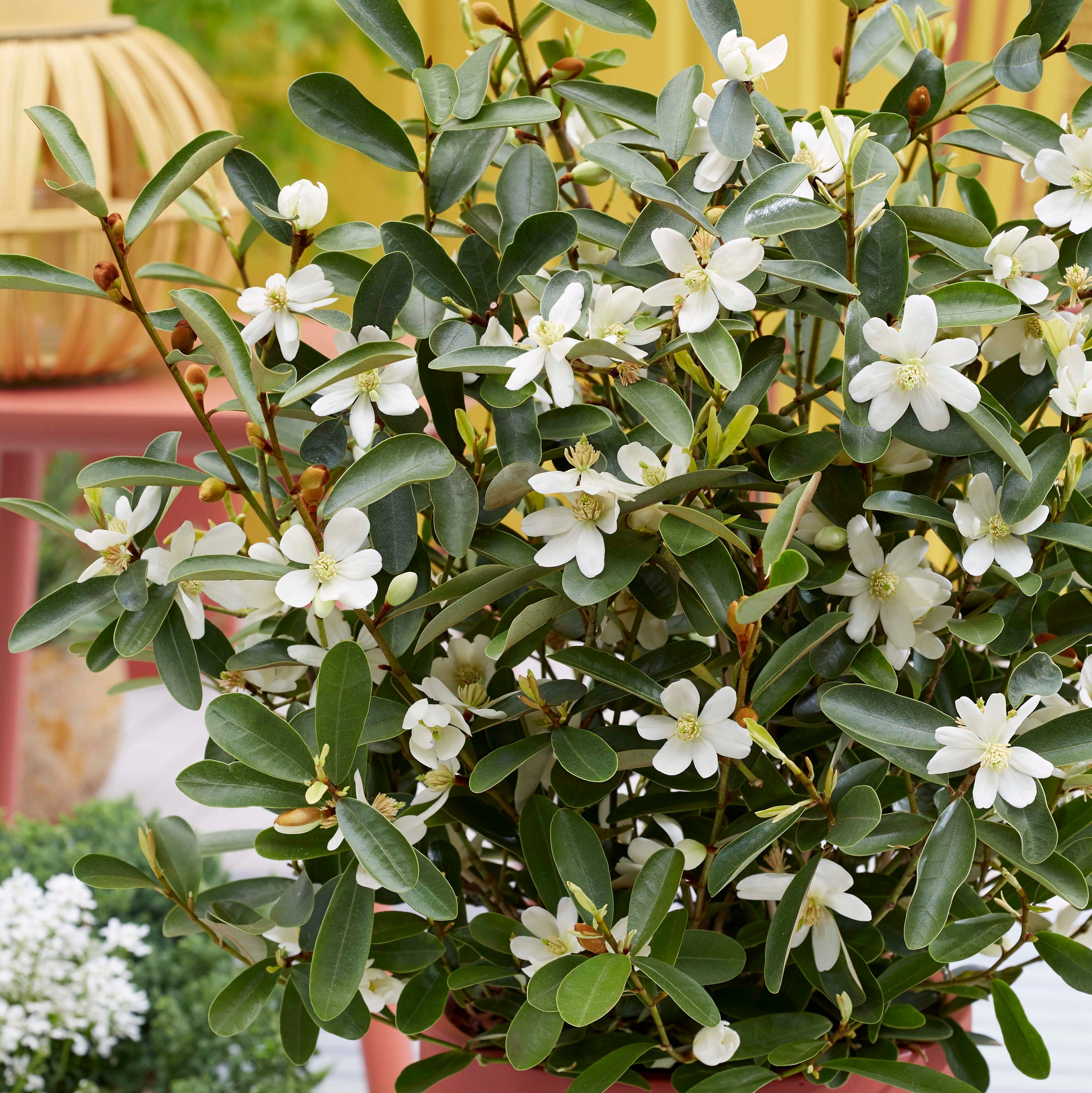 Buy NEW Magnolia Vanilla Pearls Online For Only £45 — Plants2Gardens