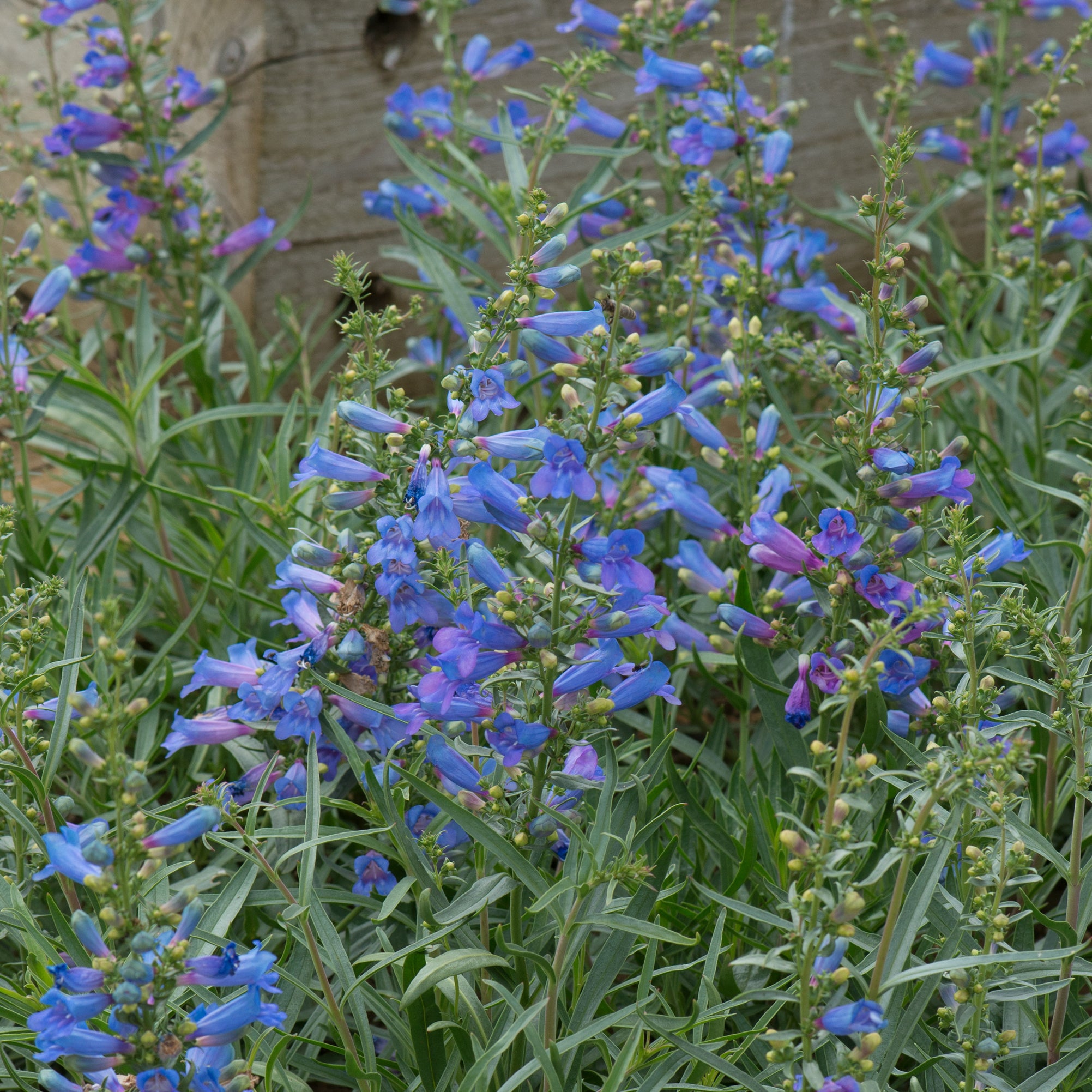 Penstemon Heterophyllus Electric Blue
