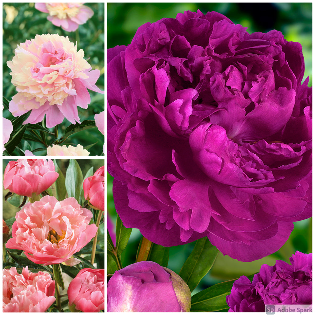 Buy Peonies Online from Plants2Gardens