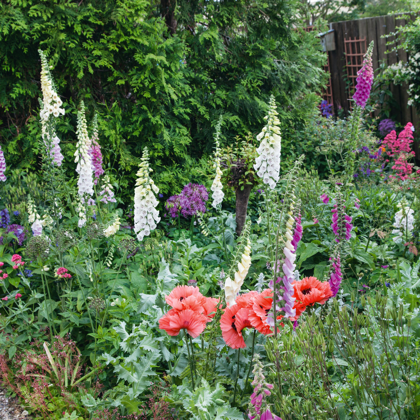 Buy Cottage Garden Back of Border Perennial Collection Online For Only ...