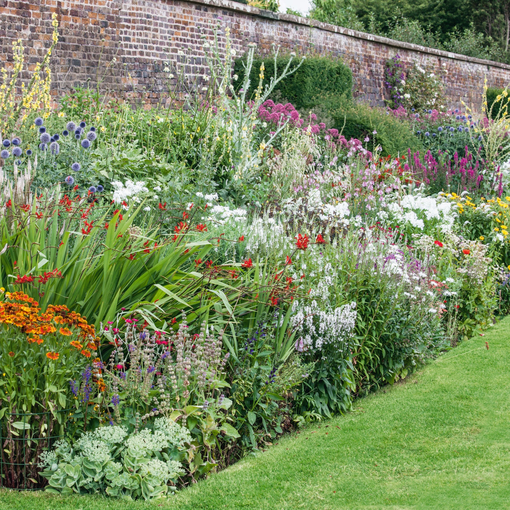 Buy Cottage Garden Back of Border Perennial Collection Online For Only ...