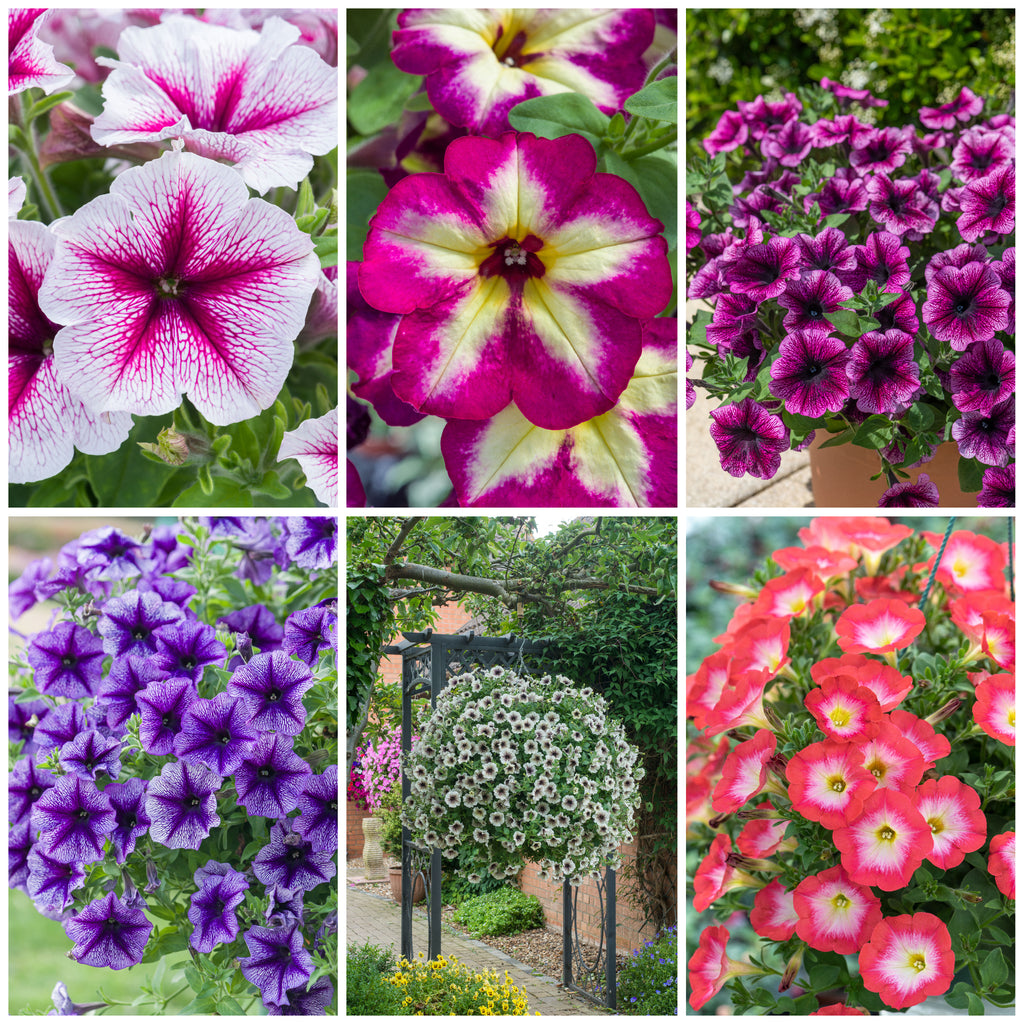 Petunias | Plants2Gardens