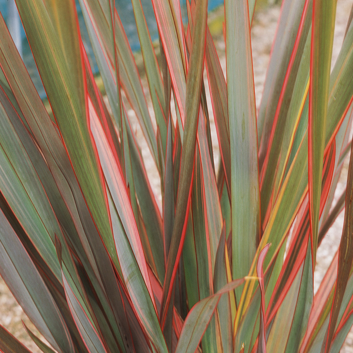 Buy A Mature Phormium Sundowner Online For Only £24 — Plants2Gardens