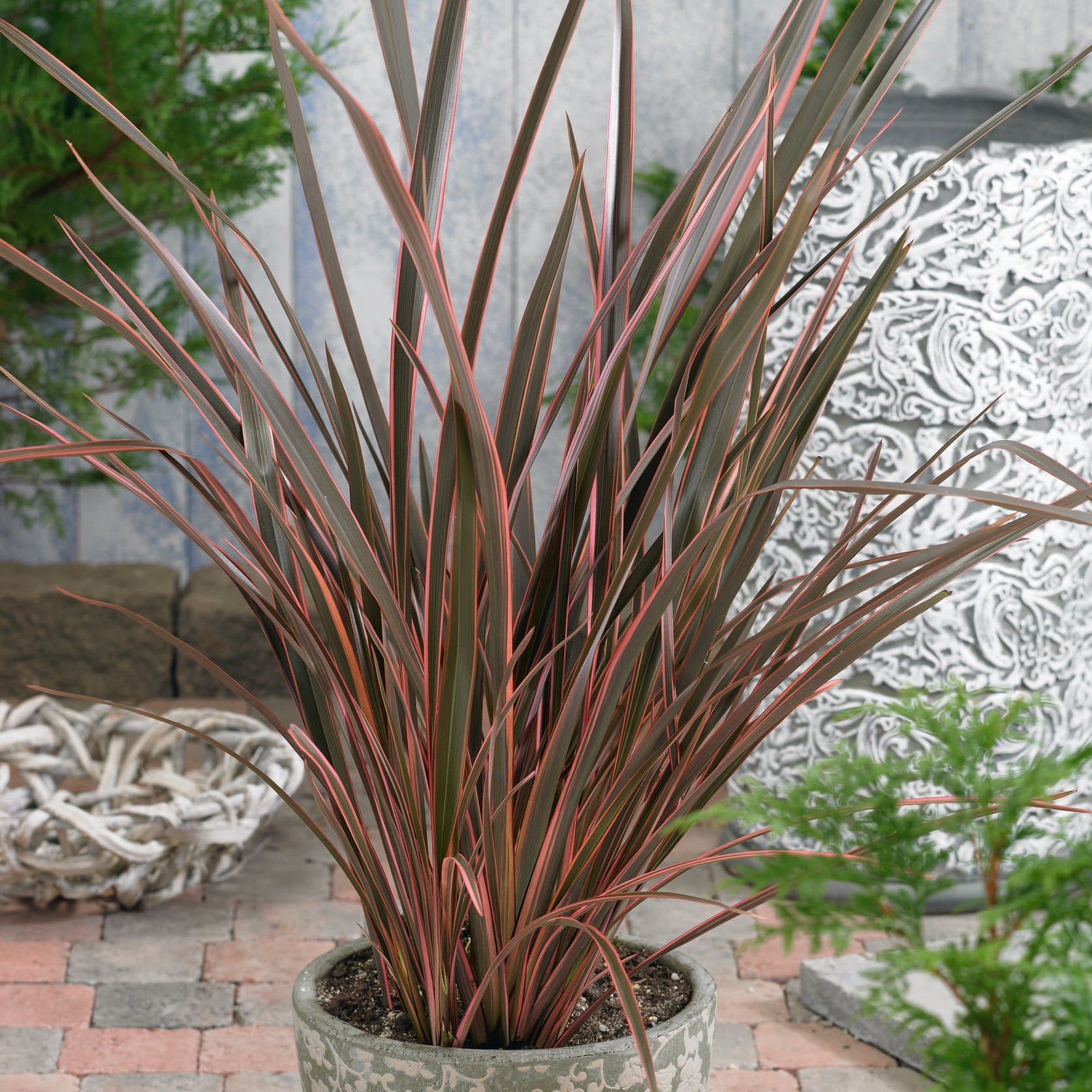 Buy A Mature Phormium Sundowner Online For Only £24 — Plants2Gardens