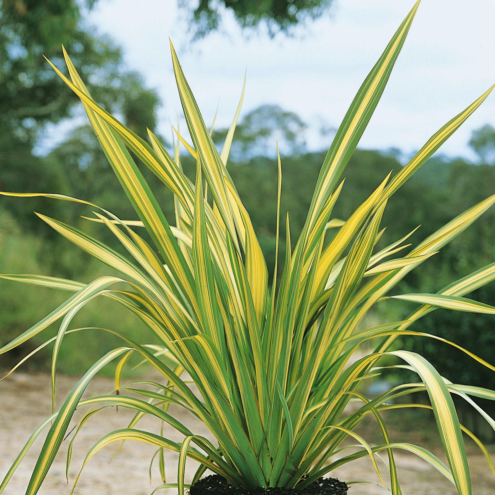 Buy Phormium Yellow Wave for only £24 — Plants2Gardens