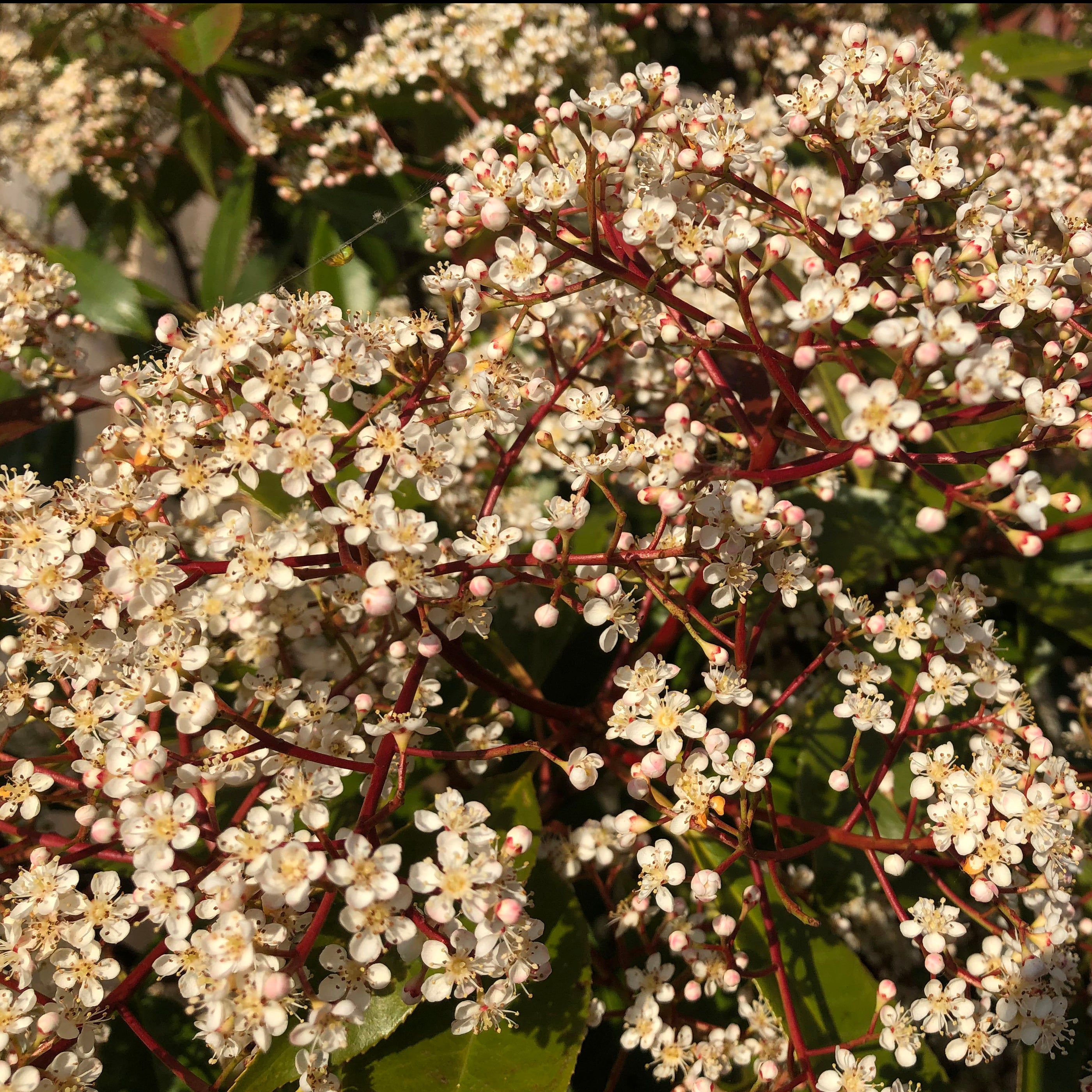 Buy established Photinia fraseri Red Robin Online For Only £11.50 ...