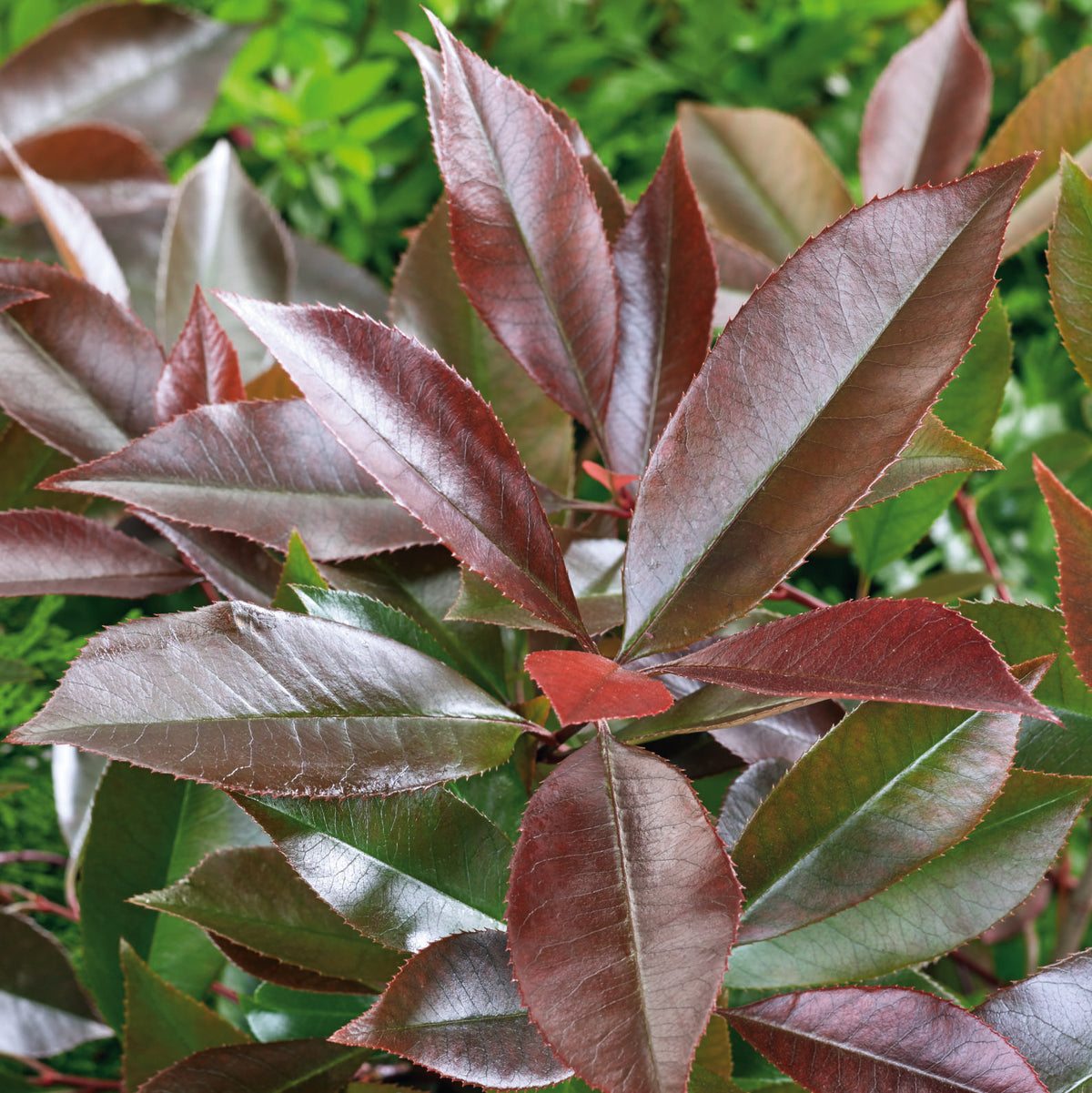 Buy established Photinia fraseri Red Robin Online For Only £11.50 ...