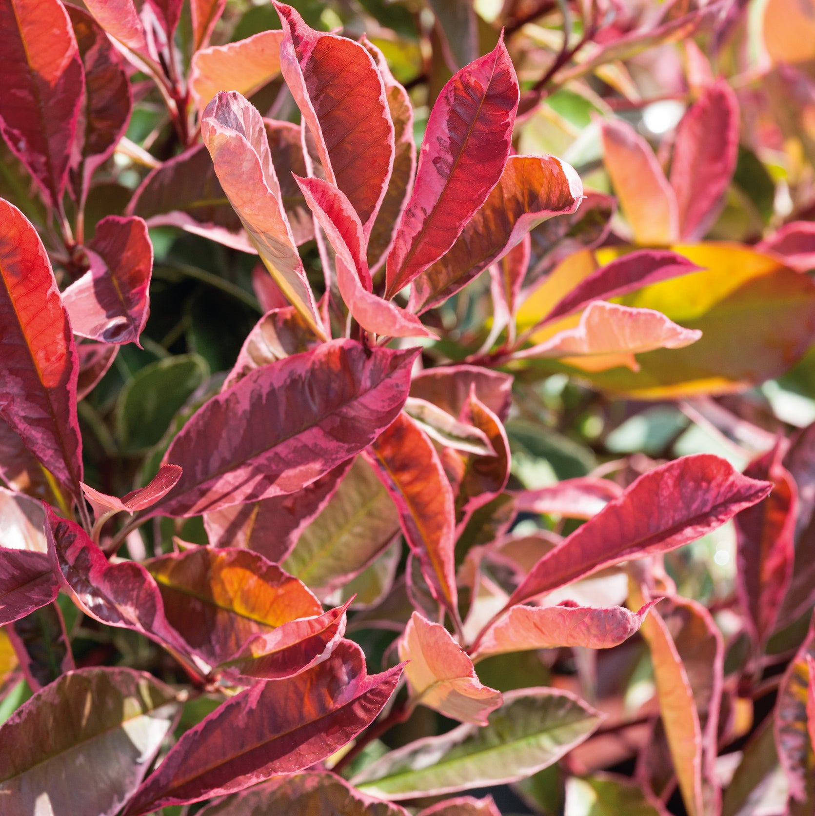 Buy Photinia Pink Marble Standard Online For Only £50 — Plants2Gardens
