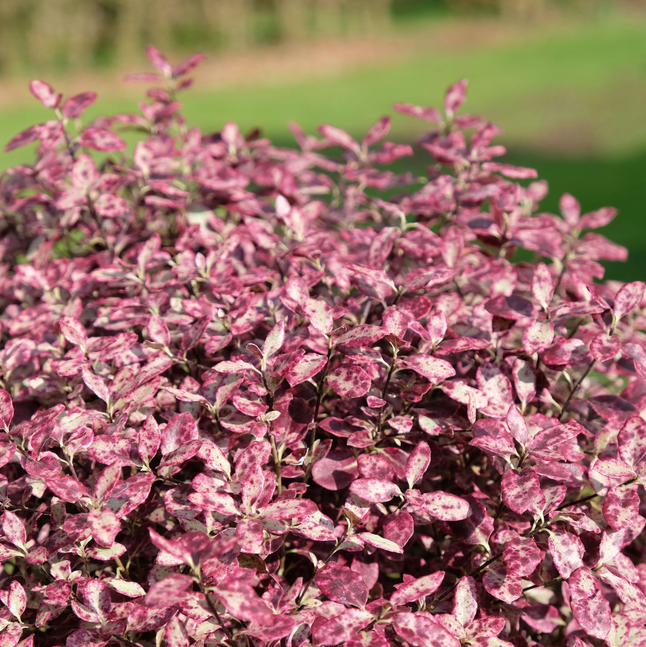 Buy Pittosporum Bannow Bay Online For Only £30 — Plants2Gardens