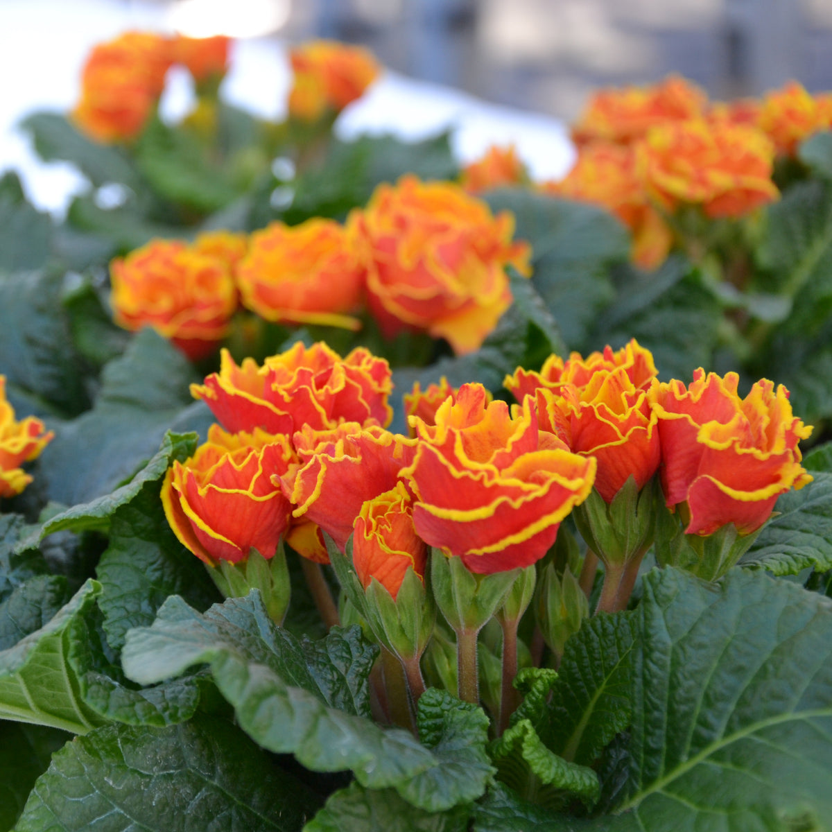 Buy Primrose Flamenco Fire Online For Only £18.00 — Plants2Gardens