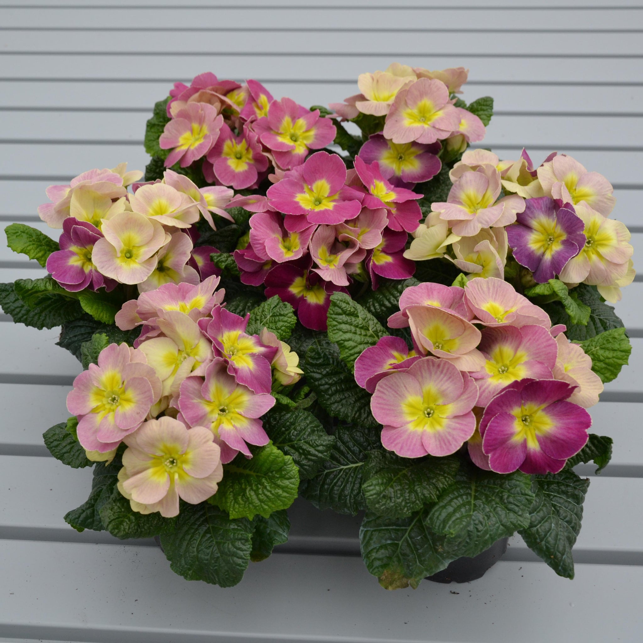Buy Primula Online from Plants2Gardens