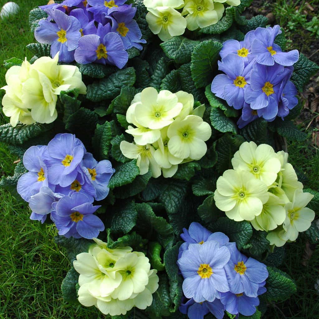 Perennials for Pots & Planters — Plants2Gardens
