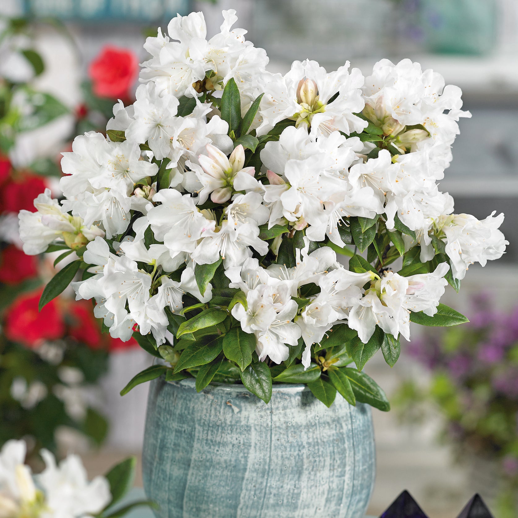Buy Rhododendron Dora Amateis Online For Only £29 — Plants2Gardens