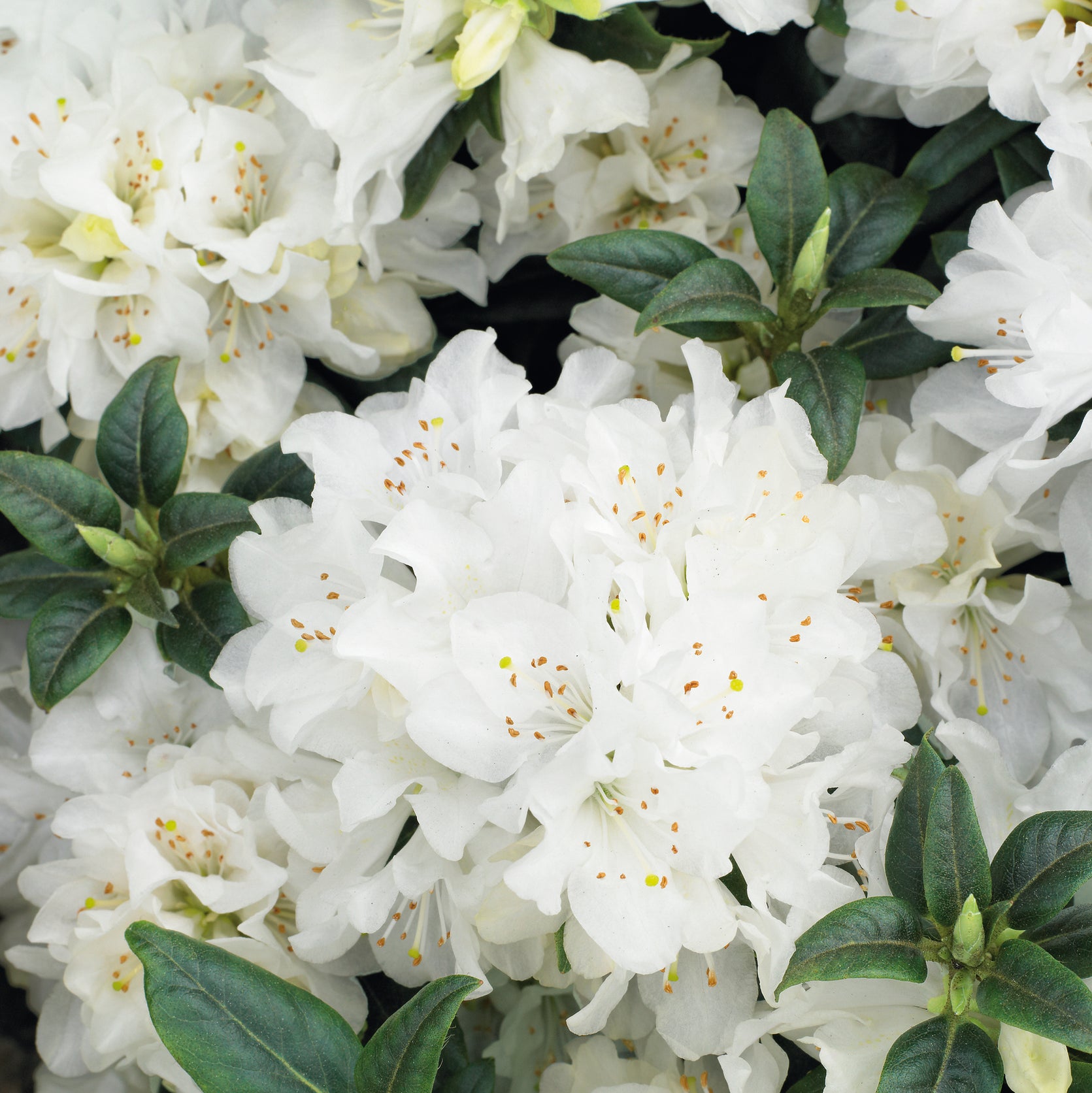 Buy Rhododendron Dora Amateis Online For Only £29 — Plants2Gardens
