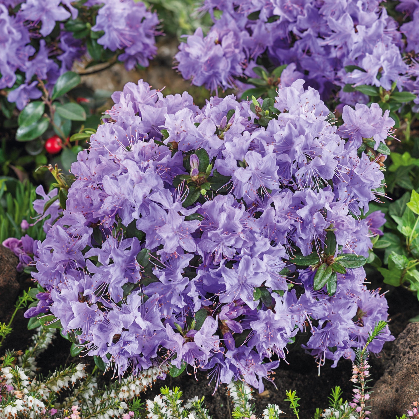 Buy established Rhododendron Blue Diamond Online For Only £29 ...
