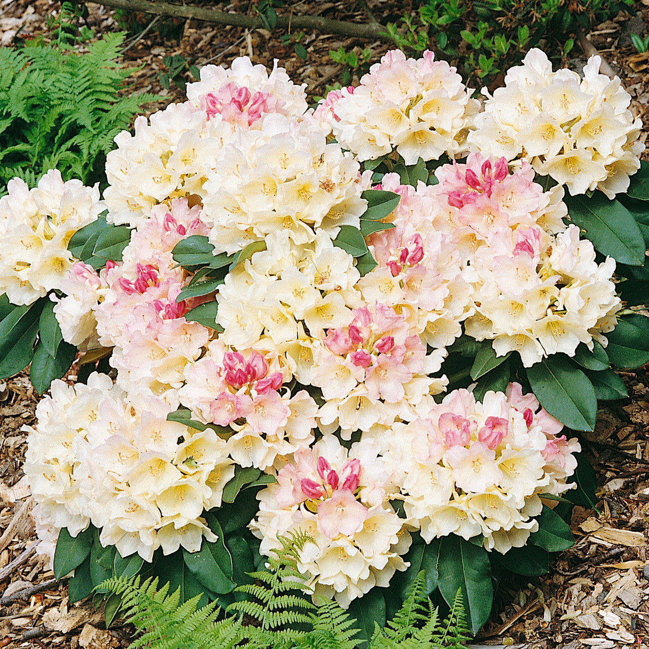 Buy Rhododendron Golden Torch Online For Only £29 — Plants2Gardens