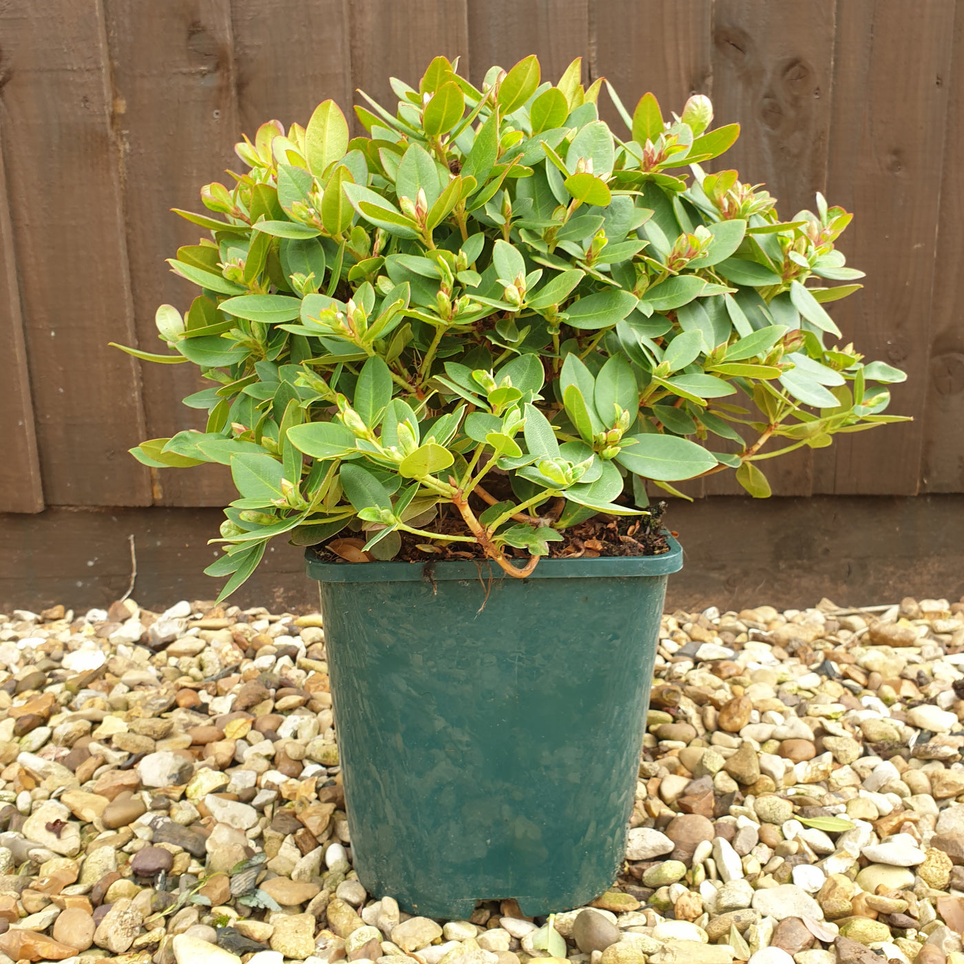 Buy established Rhododendron Ramapo Plant Online For Only £29 ...