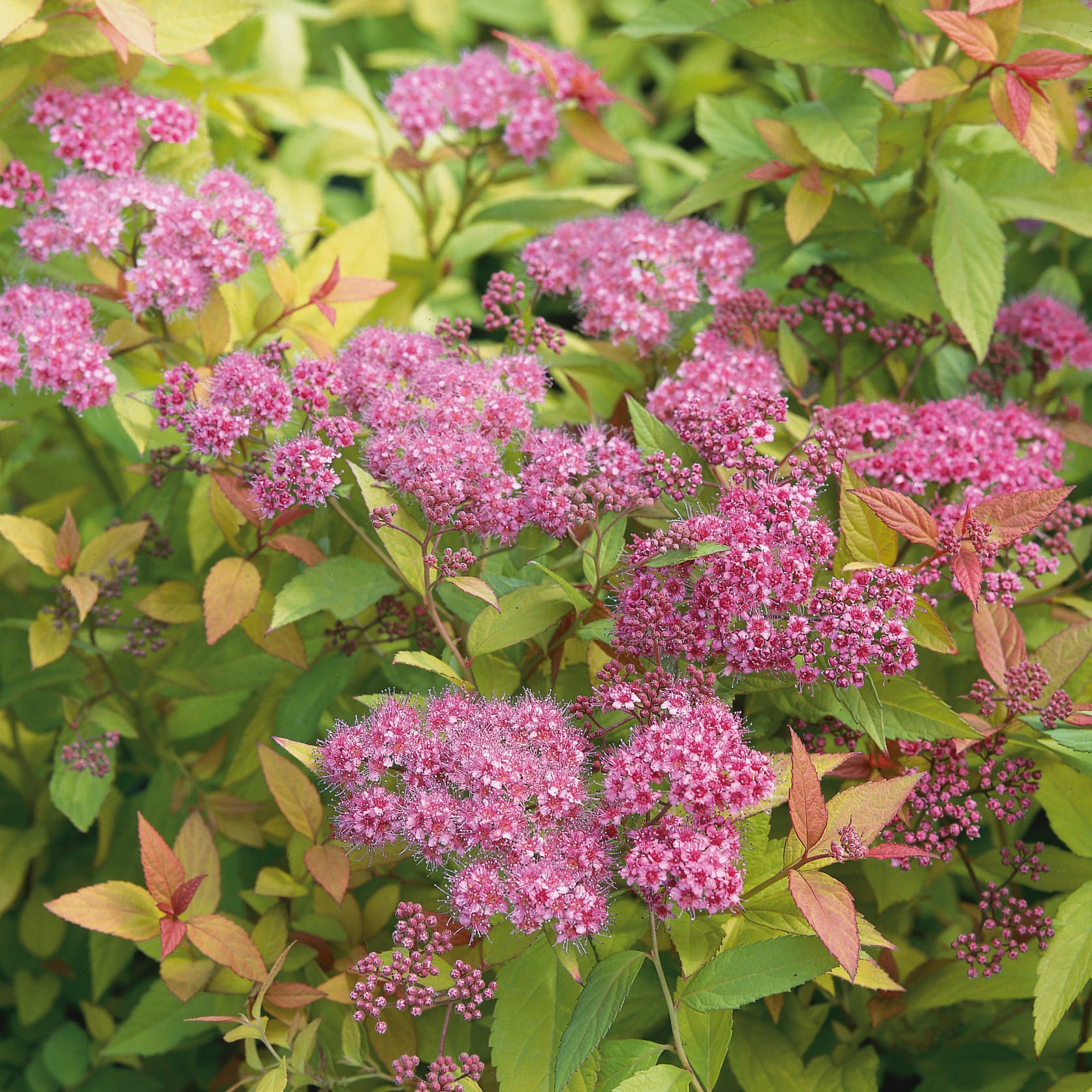 Buy established Spiraea japonica Goldflame Online For Only £21 ...