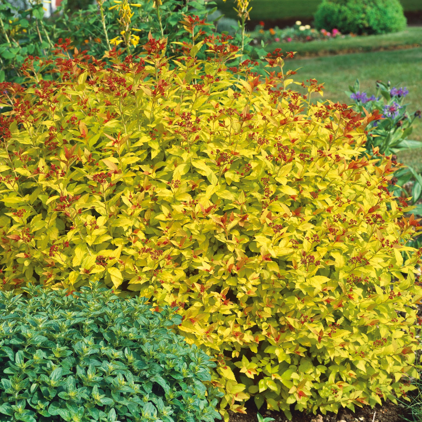 Buy established Spiraea japonica Goldflame Online For Only £21 ...