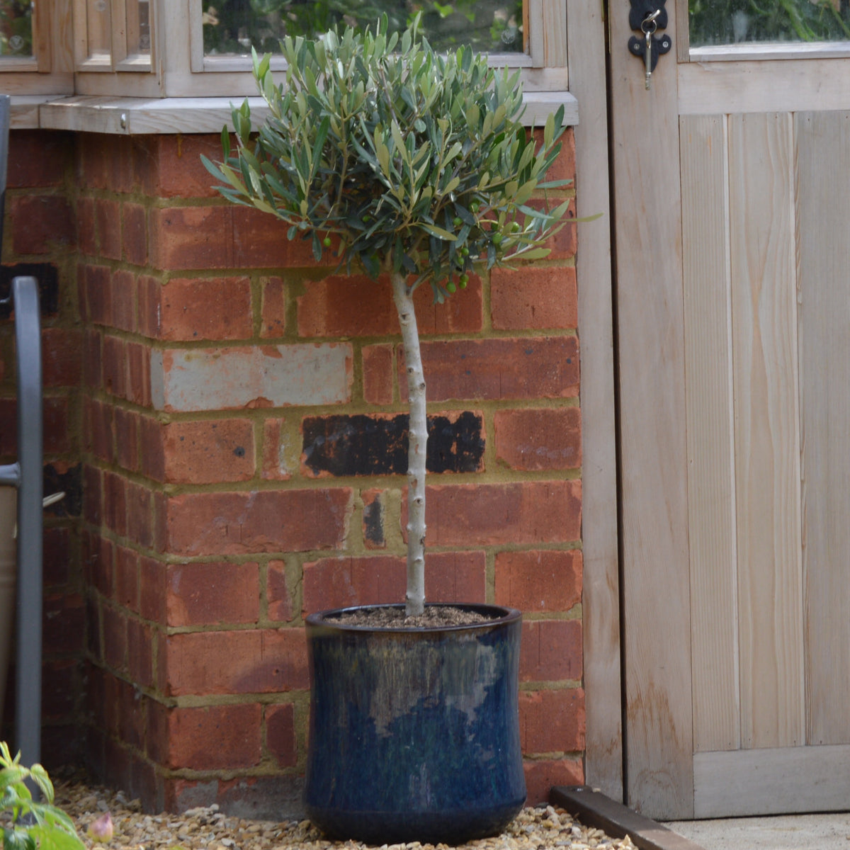 Buy A Mini Standard Olive Online For Only £32 — Plants2Gardens