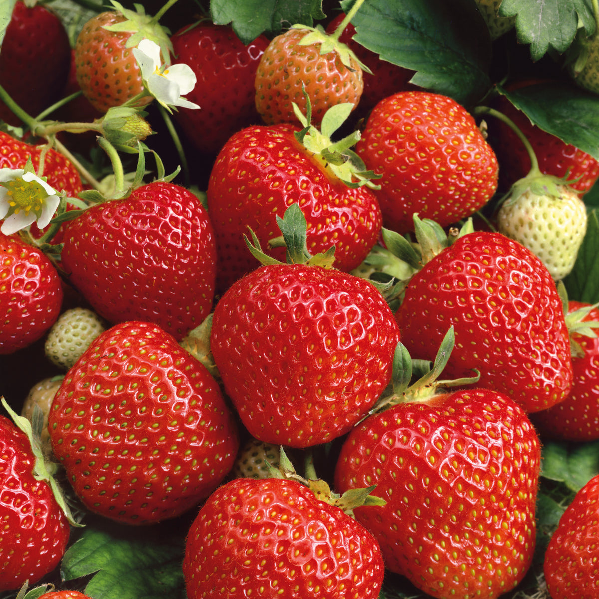 Buy Large Strawberry Elsanta Plants Online For Only £23 — Plants2Gardens