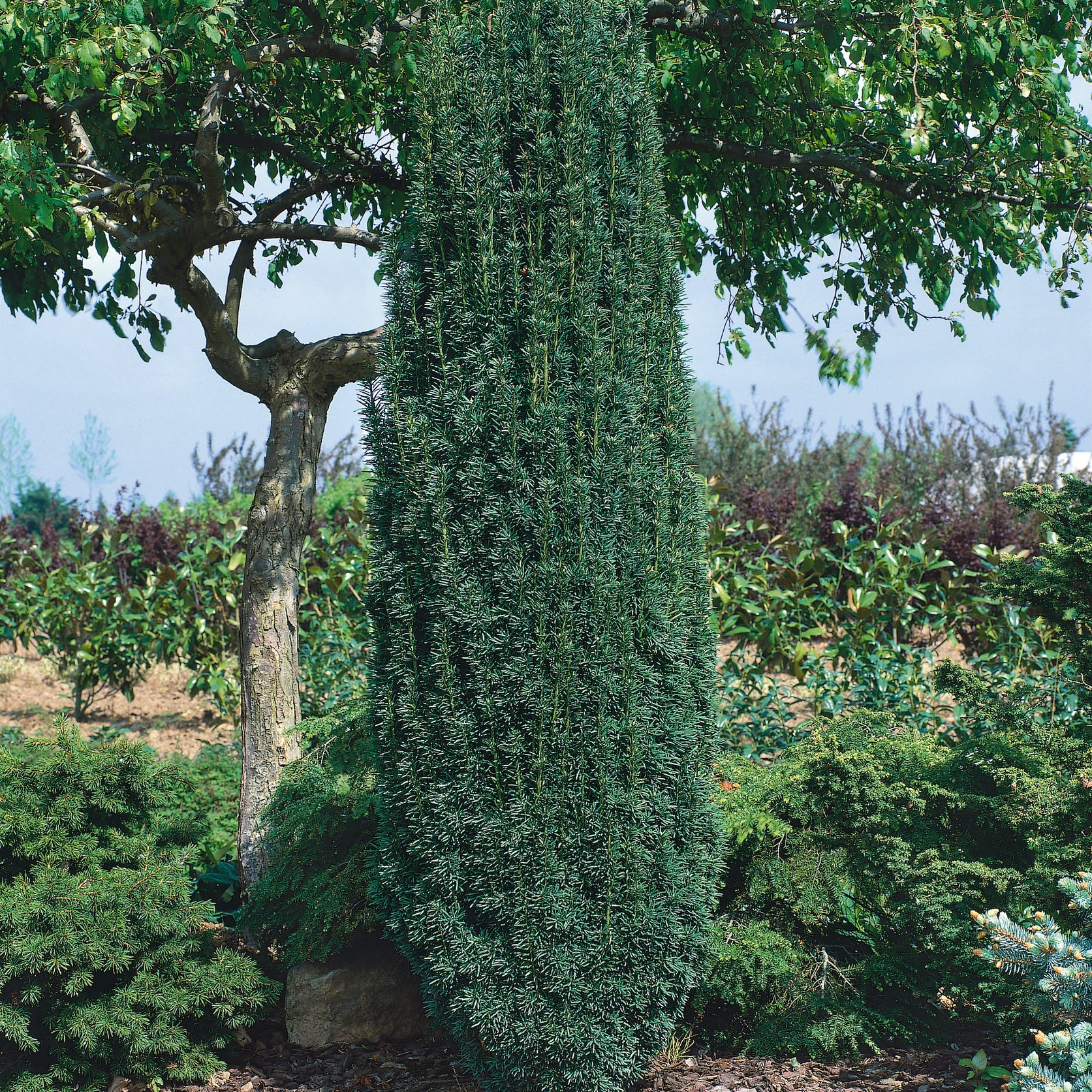 Buy Columnar Shaped Yew Tree Taxus Baccata Robusta Online For Only £22. ...